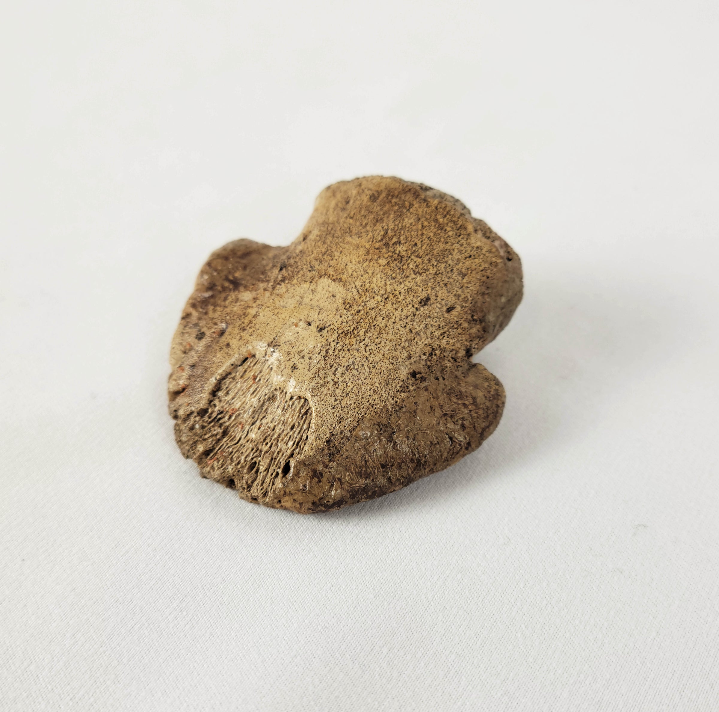 Hadrosaur Ungual Hoof w/ Stand - Shop Online | touchstone gallery