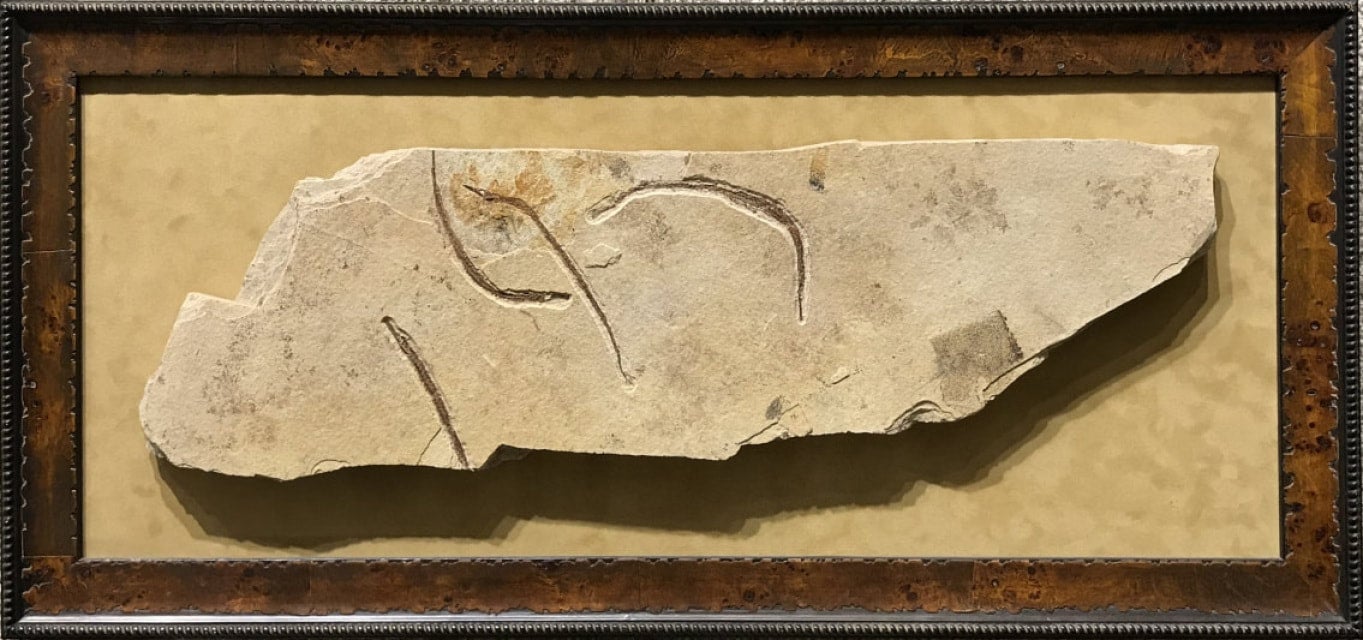 Ancient Fossil Pipe Fish - Shop Online - | touchstone gallery