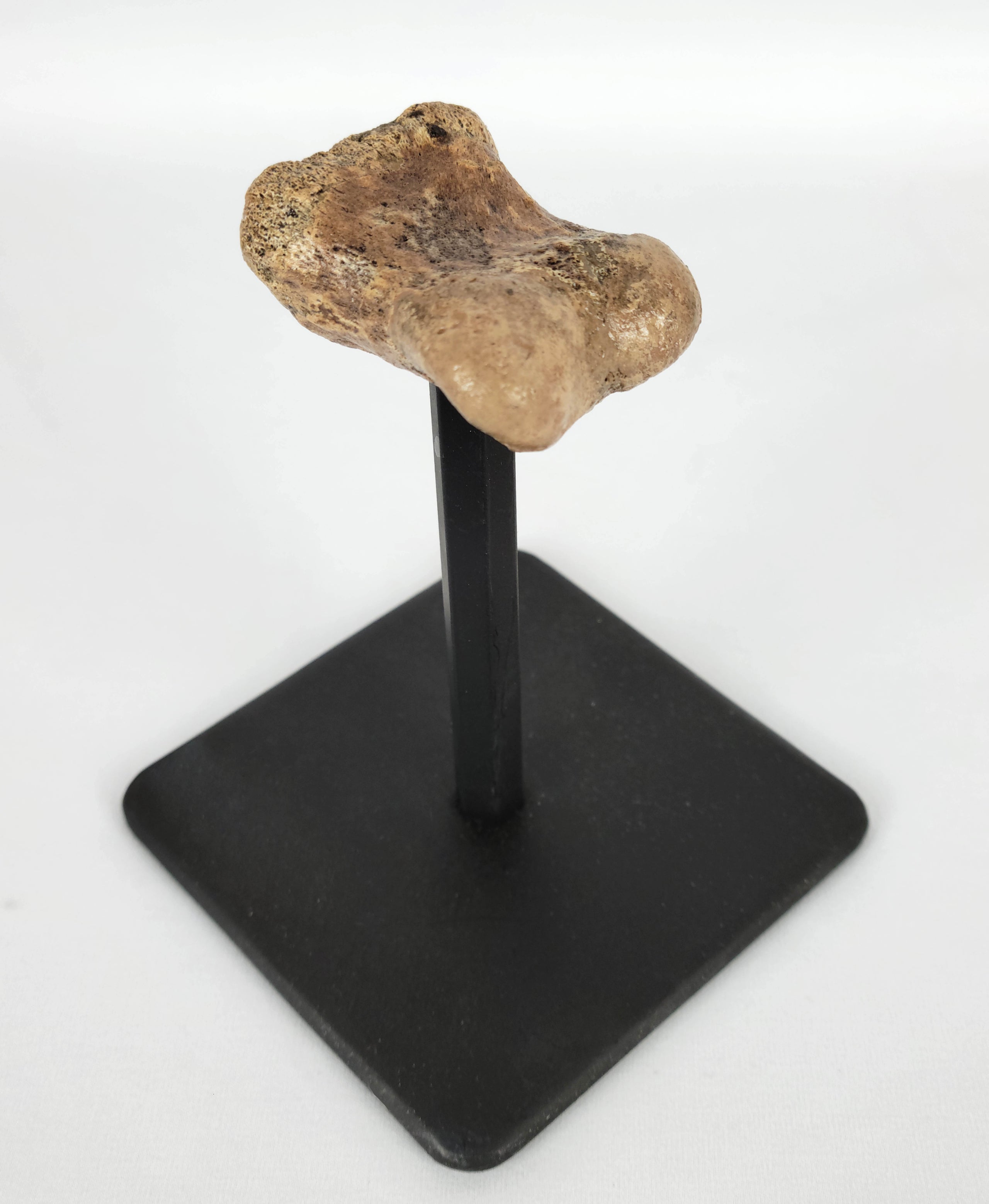 Hadrosaur Hand Phalanx - Shop Online | touchstone gallery