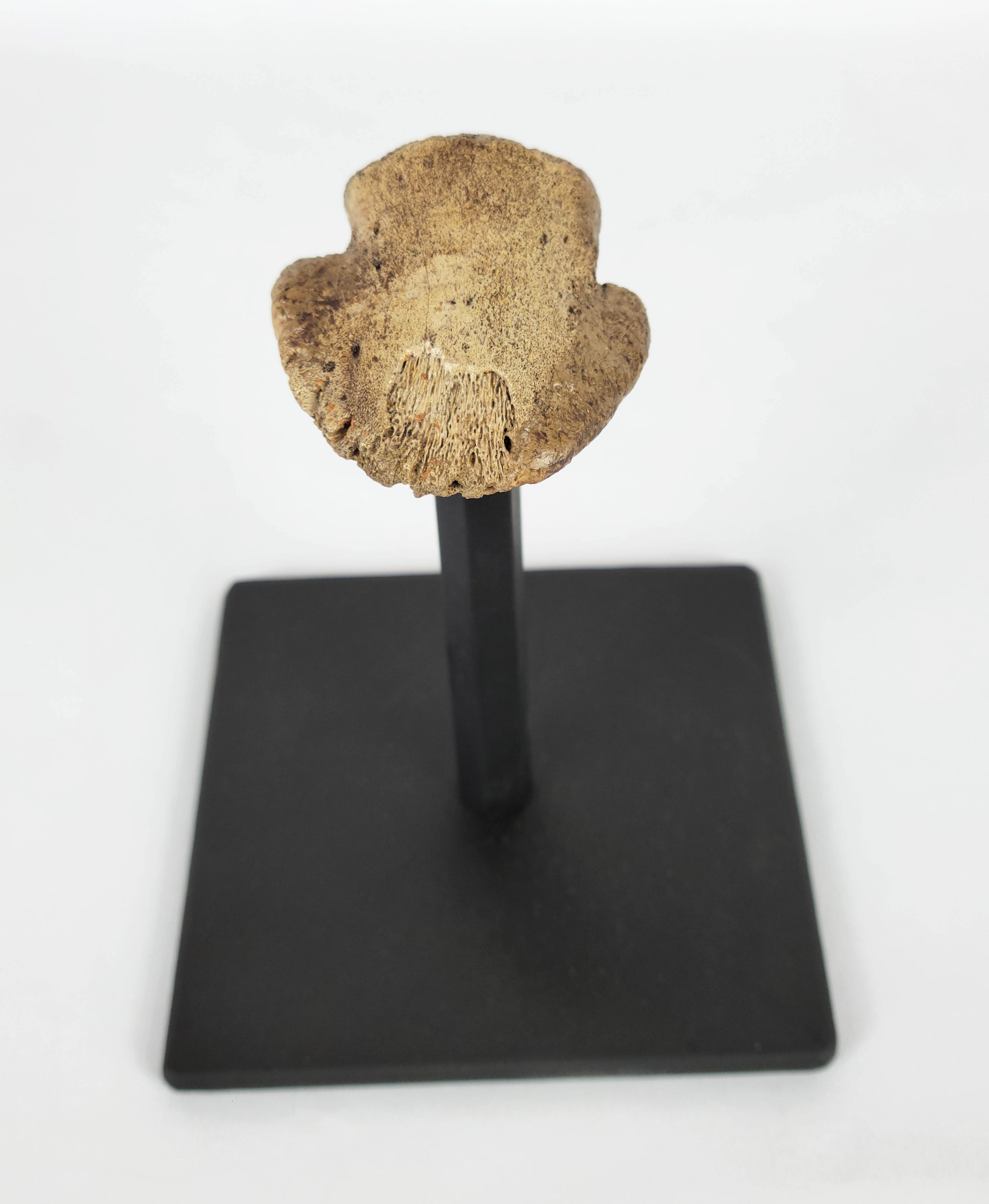 Hadrosaur Ungual Hoof w/ Stand - Shop Online | touchstone gallery